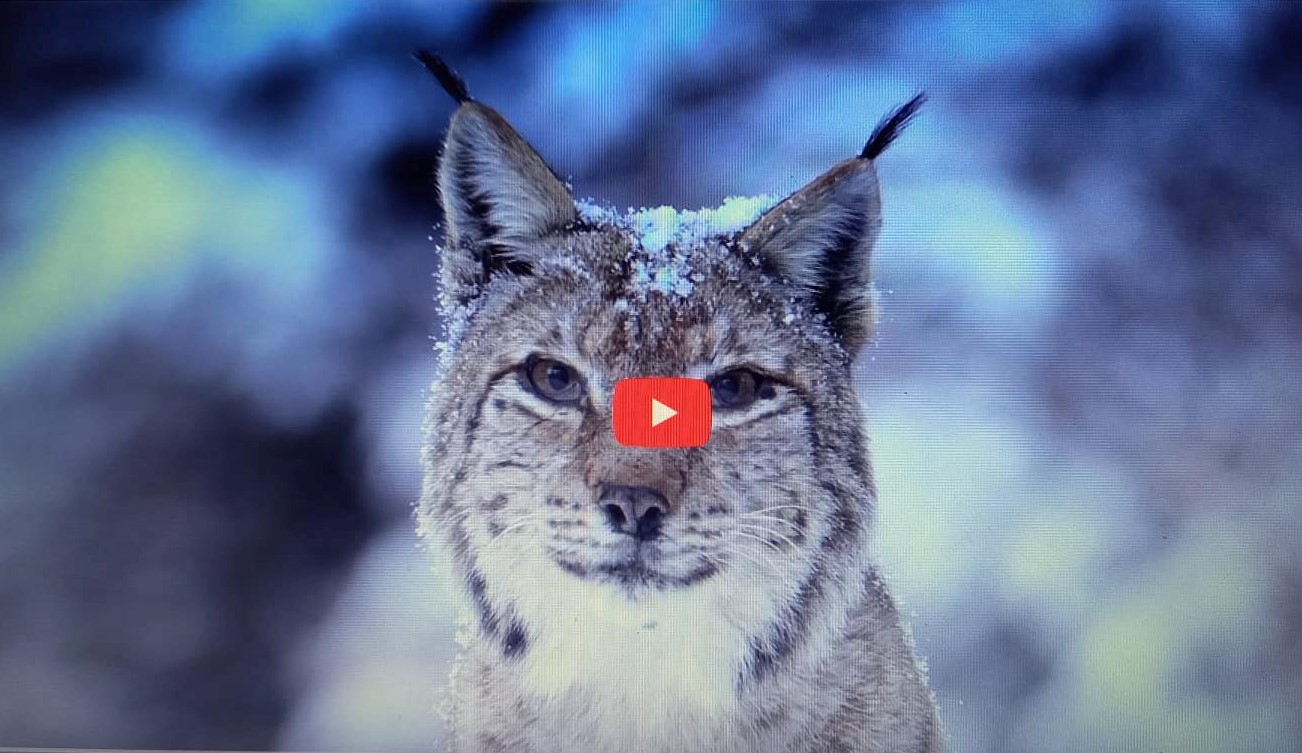 Documentarul România Sălbatică, în PREMIERĂ la Arad - NewsAr.ro